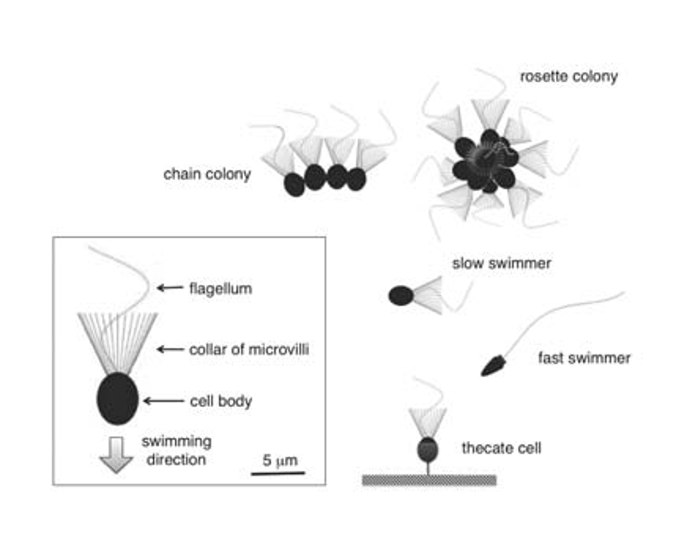 ChoanoLab Collaboration – Trinity-Centre Biophysical Fluid Dynamics ...